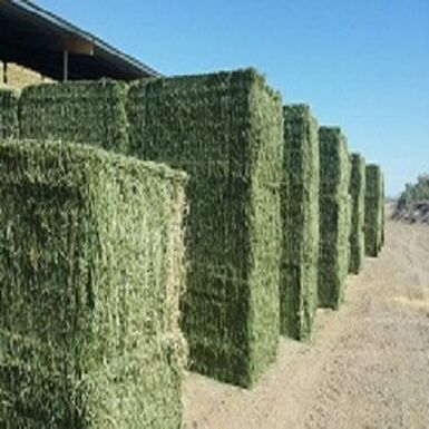 Joseph export traders - Premium Grade Alfalfa Hay South Africa Supplier ...