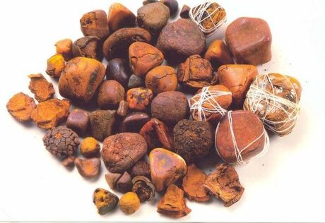 BERKSHIRE - 100% Whole Stones Ox Gallstones/ Cow Gallstones | B2Brazil